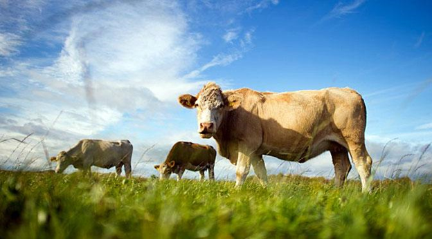 Industri Peternakan Menggunakan Teknologi Virtual Reality - Teknologi